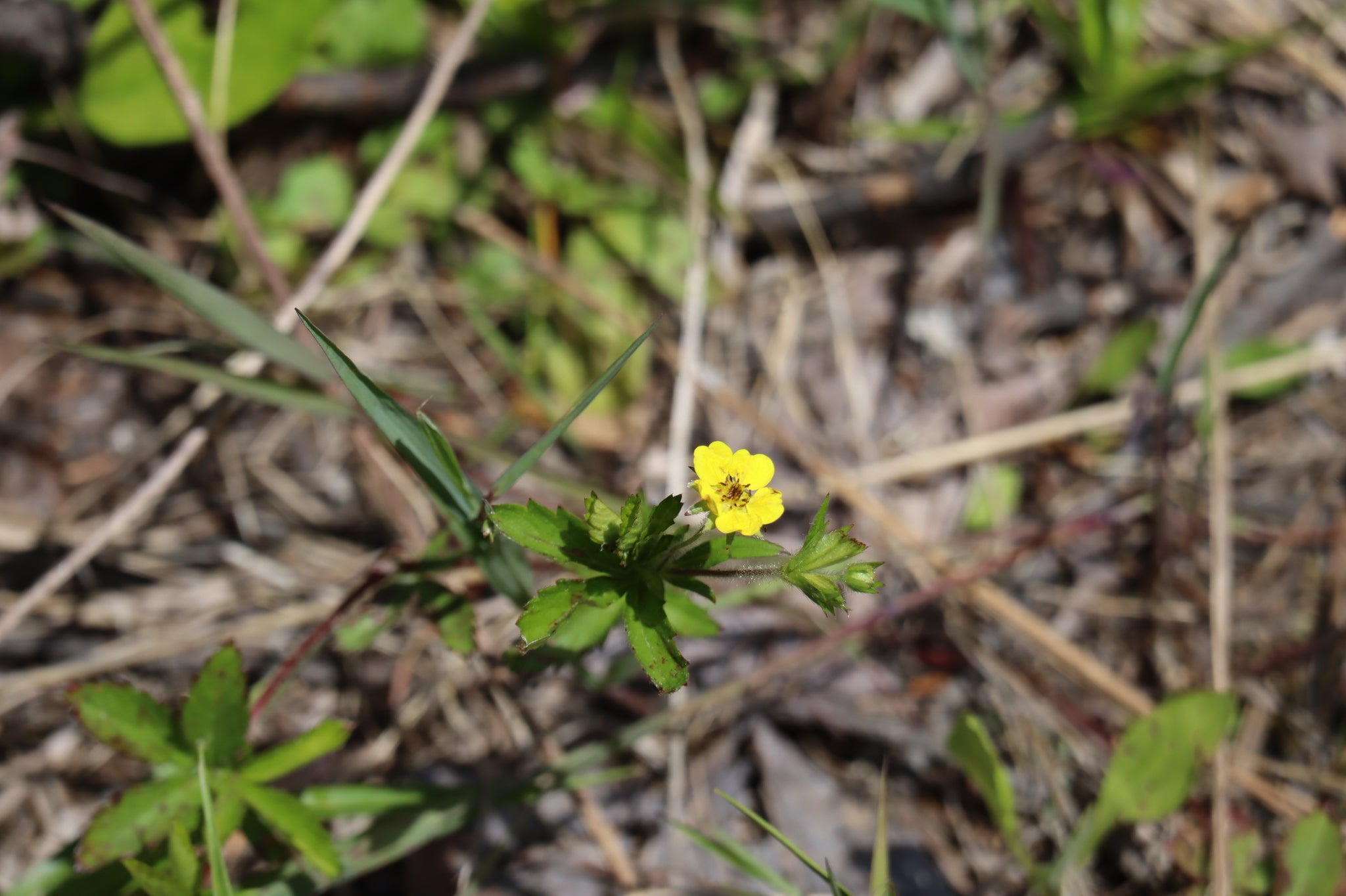 Potentilla simplex (Fr: potentille simple | En: old field cinquefoil ...